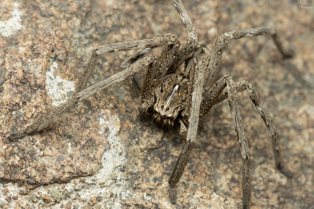 Grahamstown arid rain spider from Khoisan Karoo Conservancy, koppie ...