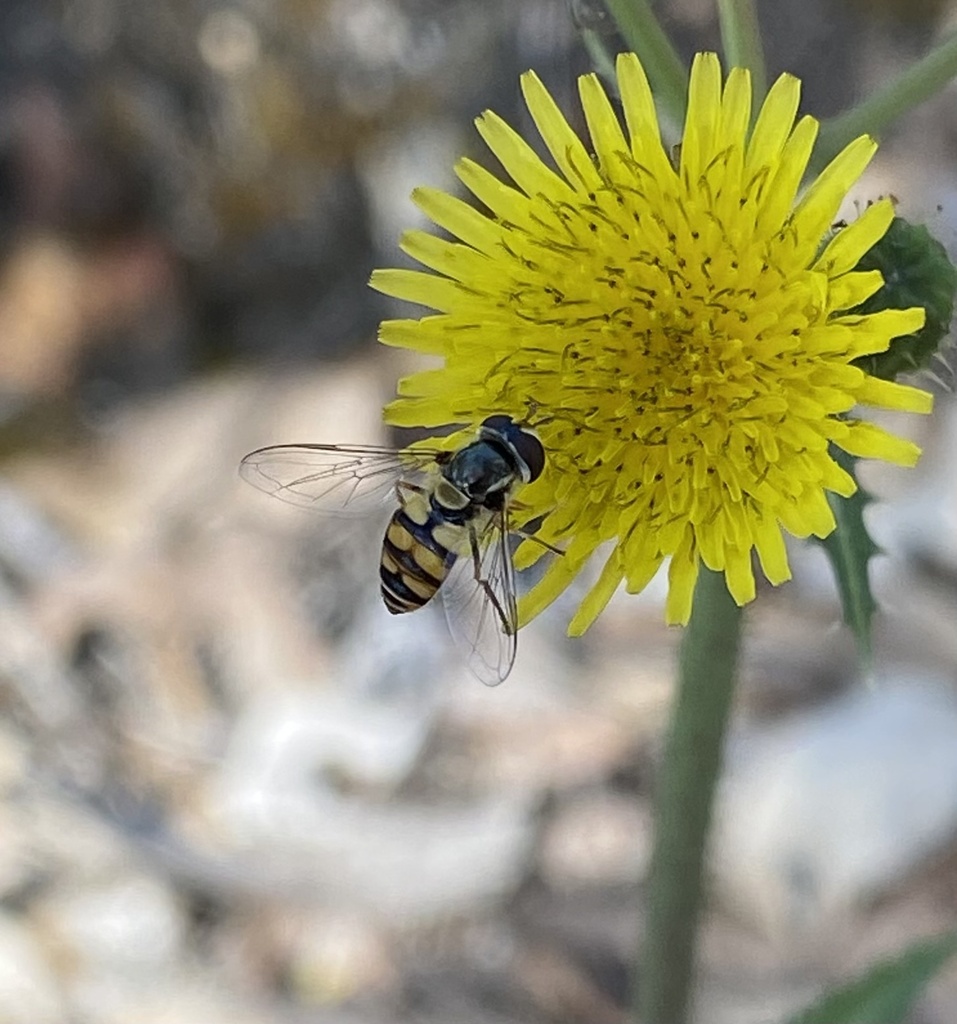 Yellow-shouldered Stout Hover Fly from Youraling State Forest, North ...