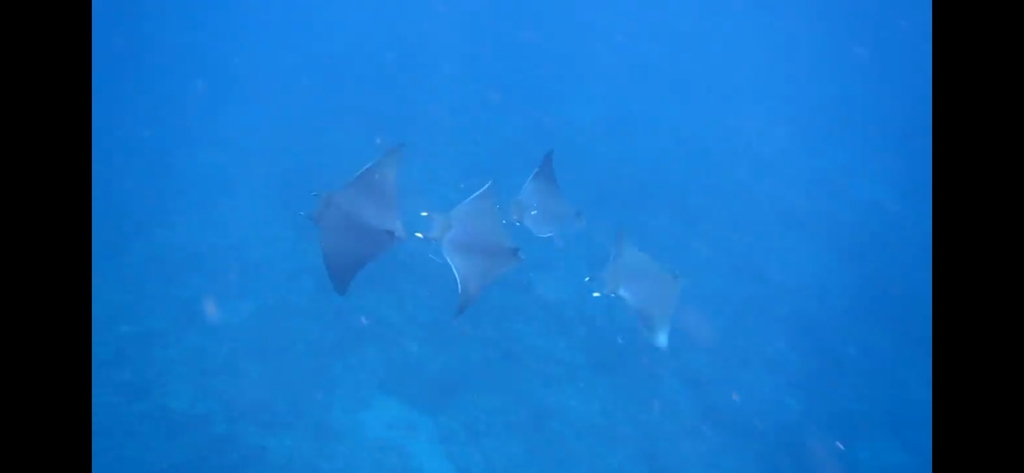 Shorthorned Pygmy Devil Ray from Vanuatu on October 14, 2024 at 07:04 ...