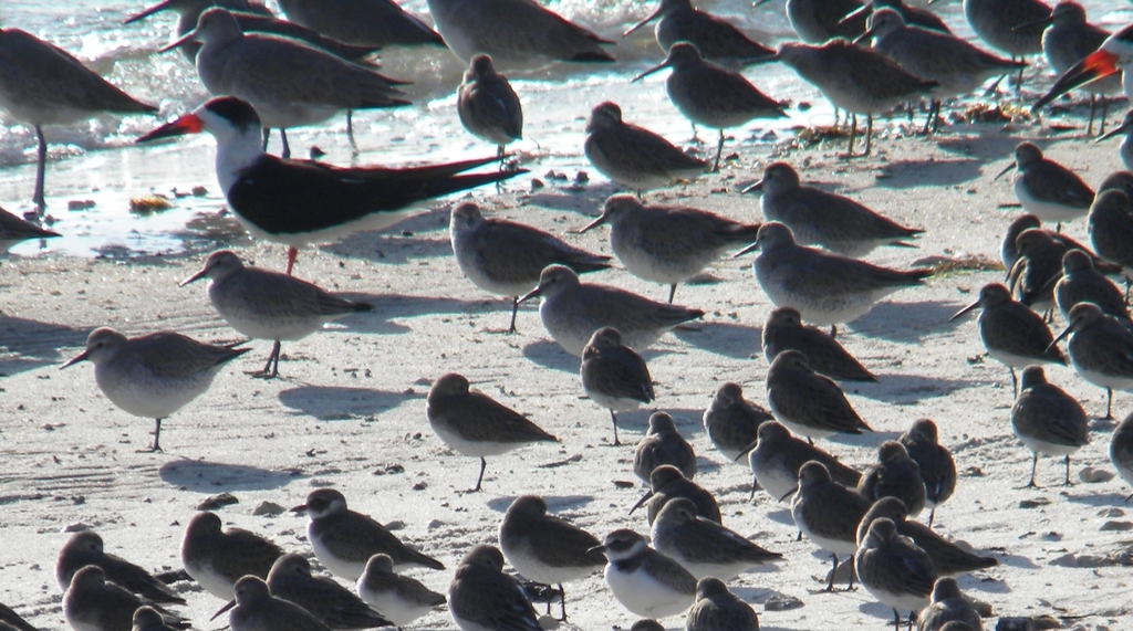 rufa red knot in January 2013 by Joseph D Kurtz · iNaturalist