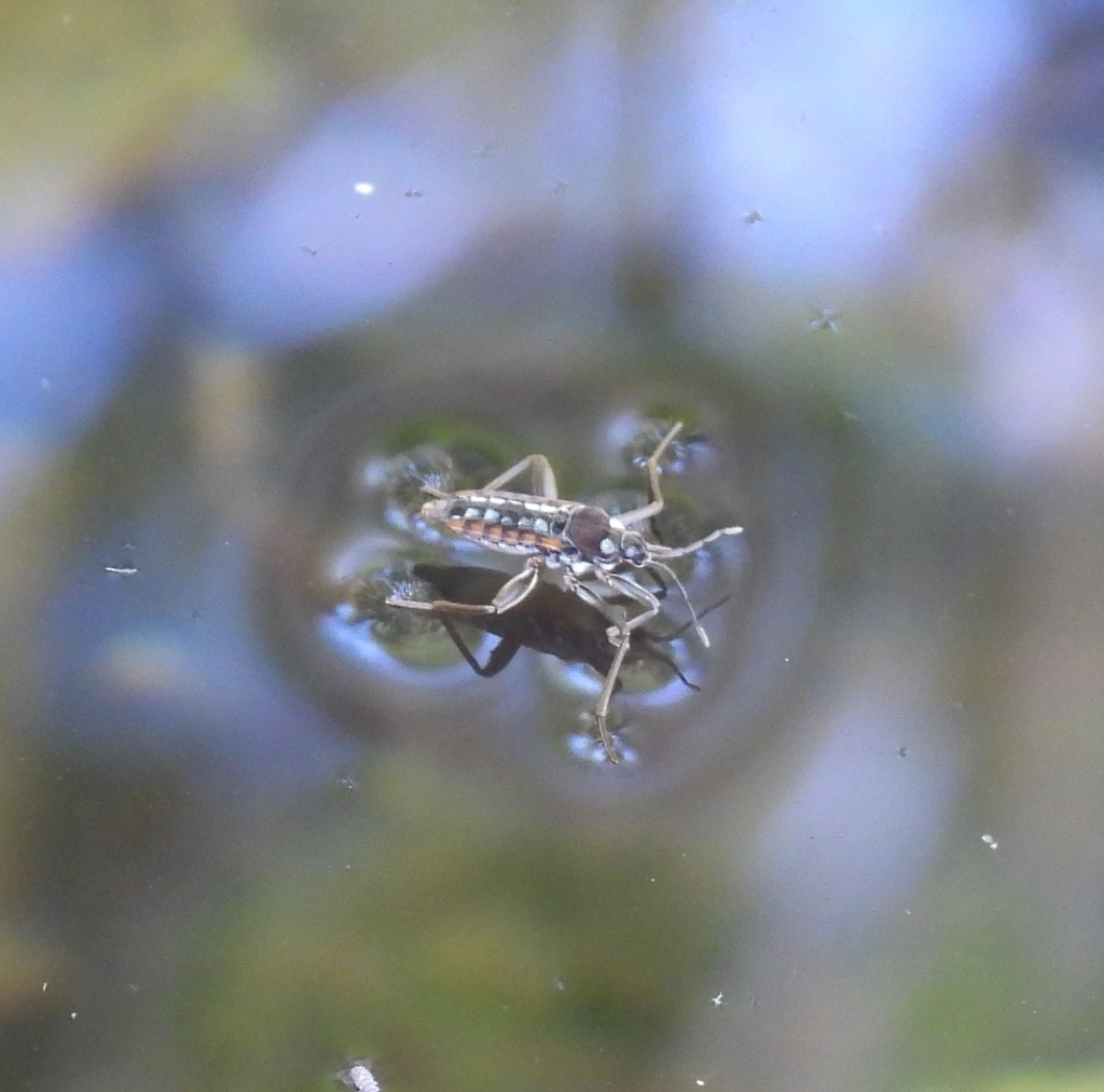 Water Crickets from 15060 Cabella Ligure AL, Italia on October 13, 2024 ...
