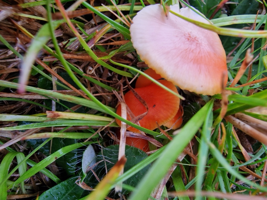 Vermilion Waxcap from St Mary the Virgin Church, Stopham, West Sussex ...