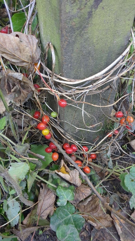 Black Bryony from Robin Hood's Bay, Whitby YO22 4SW, UK on October 14 ...