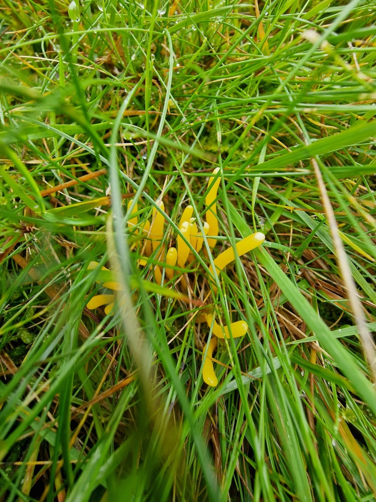 Yellow Club from St Mary the Virgin Church, Stopham, West Sussex on ...