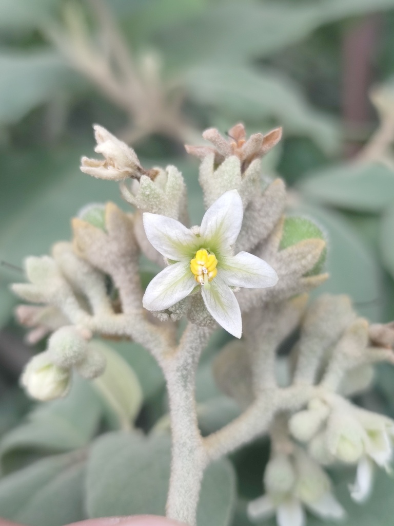 potato tree (Solanum erianthum) - Botanical Realm