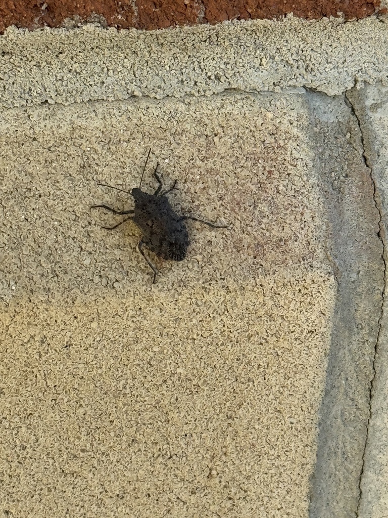 Rough Stink Bugs from Martin Luther King Jr Blvd, Chapel Hill, NC, US ...