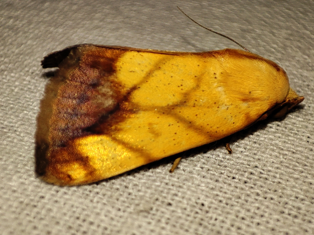 Transverse moth from 48GJ+G8X, Veliyathunadu, Kerala 683102, India on ...