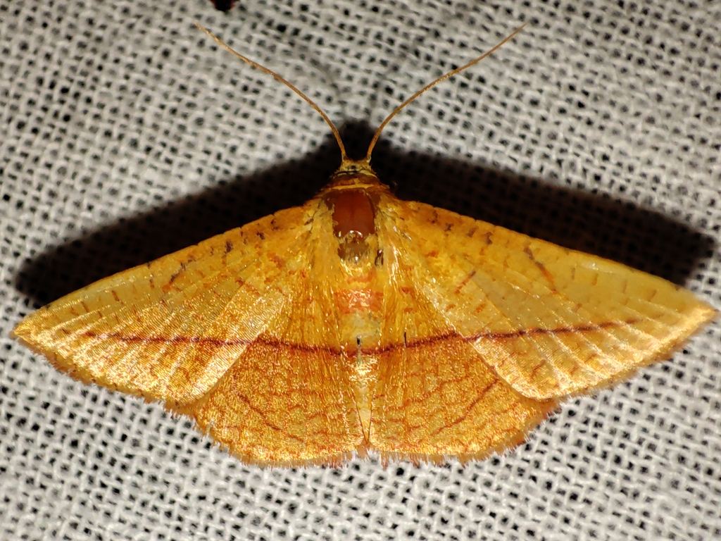 Striglina scitaria from 48GJ+G8X, Veliyathunadu, Kerala 683102, India ...