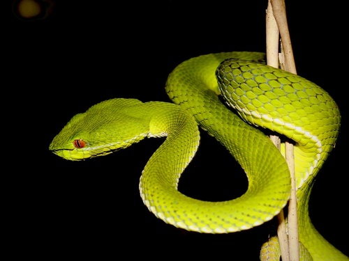 Chinese Green Tree Viper (Trimeresurus stejnegeri) - Snakes and Lizards