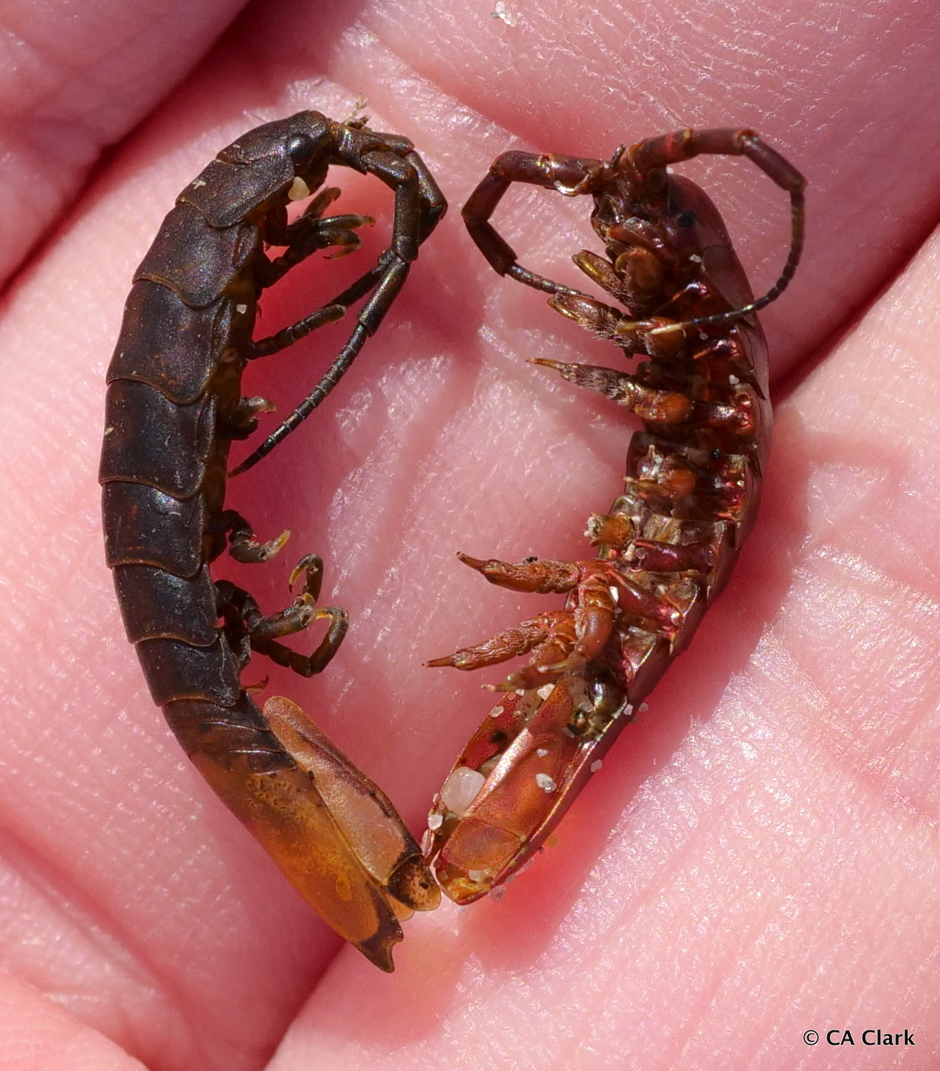 Pentidotea montereyensis Maloney, 1933