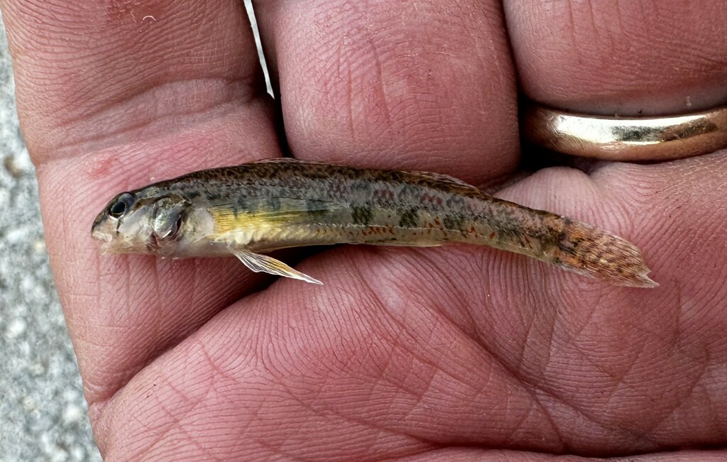 Alabama Darter from Washington Creek, St. Hwy 5, Perry County, AL, USA ...