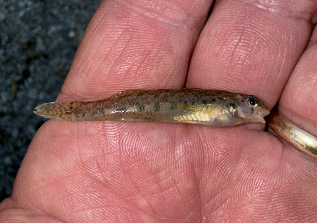 Alabama Darter from Washington Creek, St. Hwy 5, Perry County, AL, USA ...