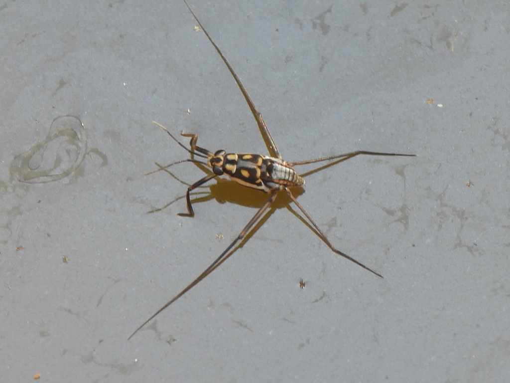 Trepobates subnitidus from Southwest Arlington, Arlington, TX, USA on ...