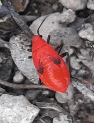Plant Bugs from Dr Arroyo, N.L., México on October 11, 2024 at 05:36 PM ...