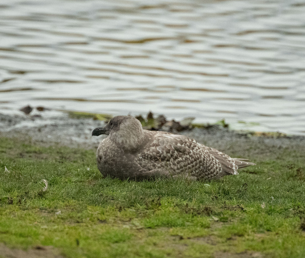 Large White-headed Gulls from East Vancouver, Vancouver, BC, Canada on ...