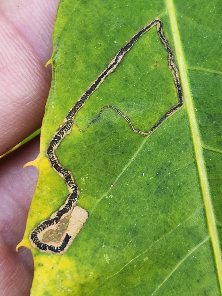 Stigmella from Luray, VA 22835, USA on October 13, 2024 at 11:46 AM by ...