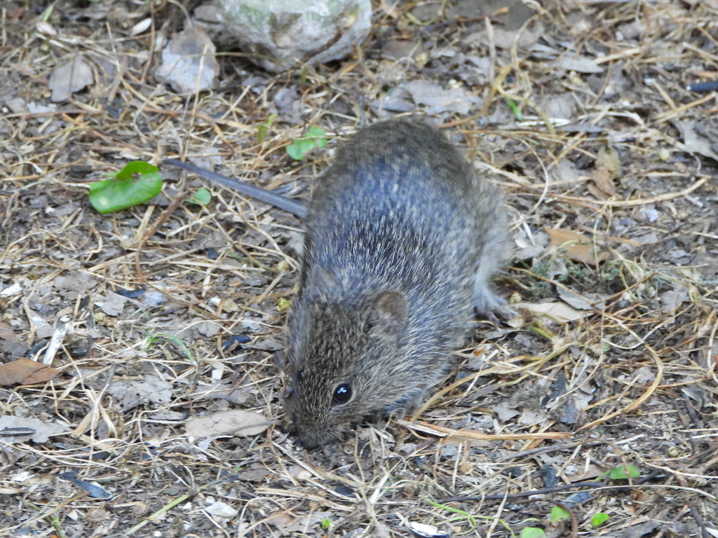 Hispid Cotton Rat from Quintana, TX, USAntaba1 on April 27, 2019 at 08: ...