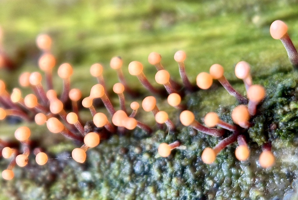 Nectria pseudotrichia from Valle de Bravo, MX-MX, MX on September 2 ...
