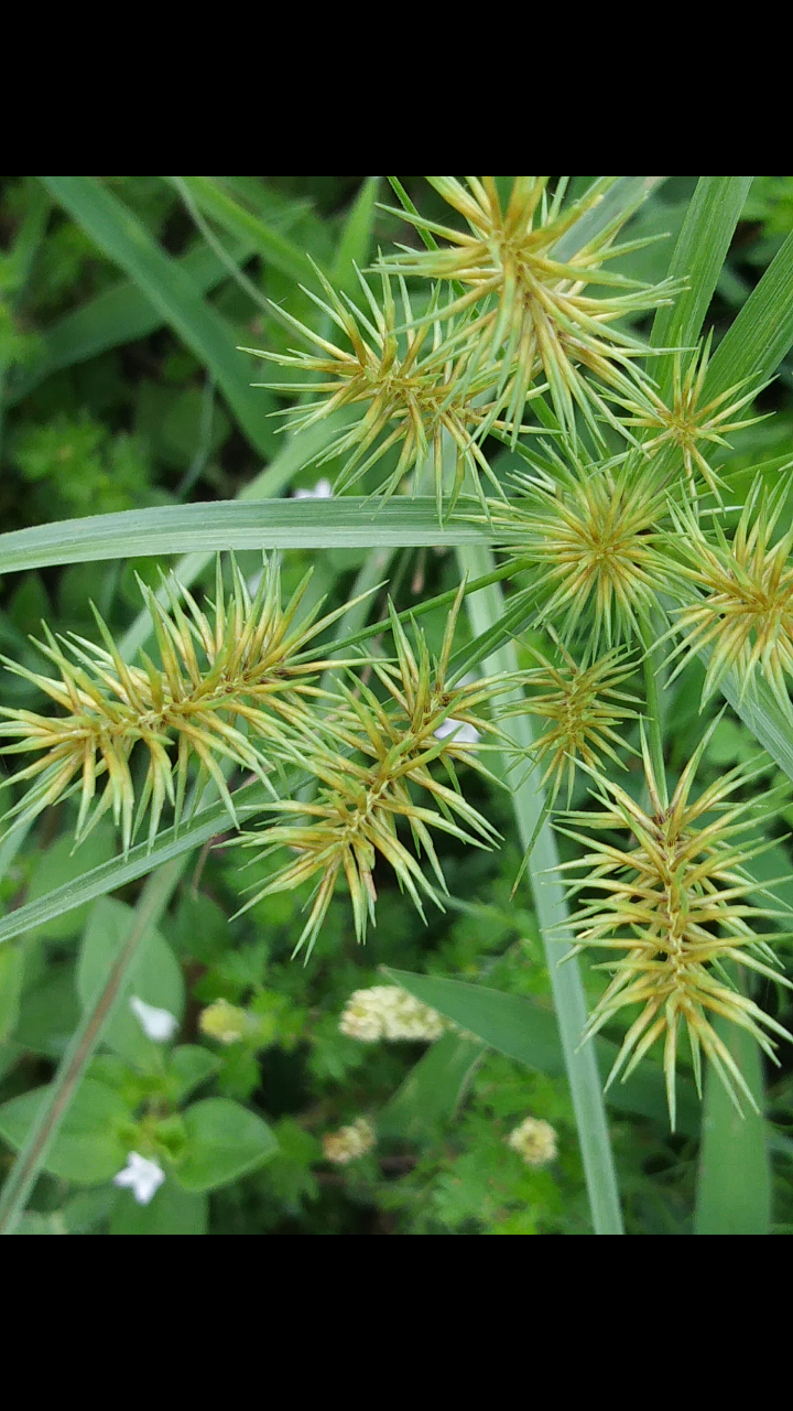 Cyperus retroflexus Buckley
