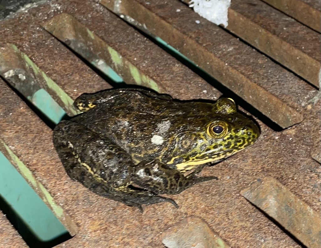 American Bullfrog from N 46th St, Tampa, FL, US on October 12, 2024 at ...