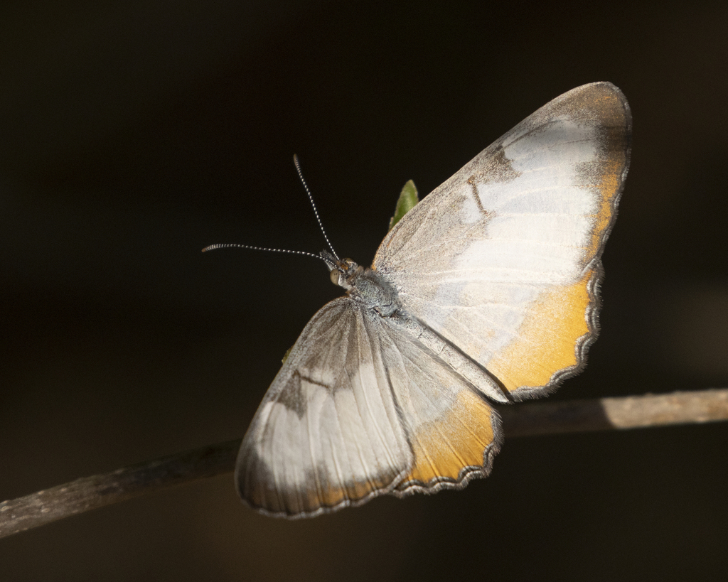 Common Mestra from Oak Tree Dr, Salado, TX 76571, USA on October 13 ...