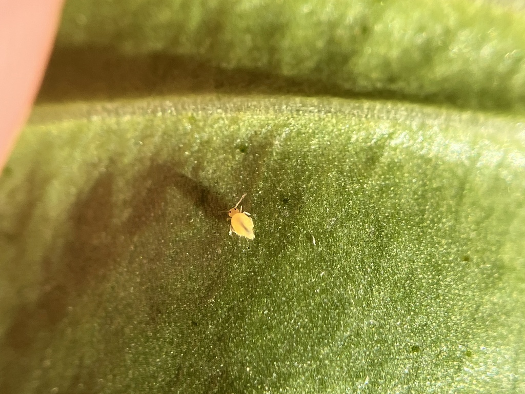 Globular Springtails from W 37th St, Minneapolis, MN, US on October 14 ...