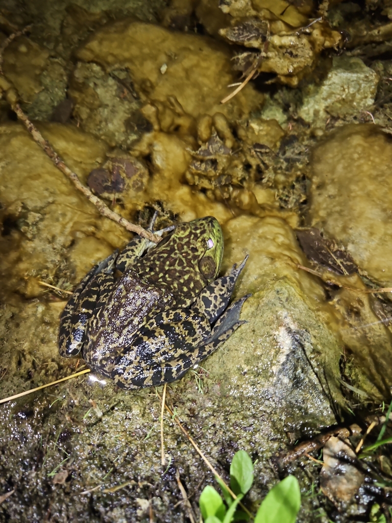 American Bullfrog from Bakersfield, CA 93311, USA on October 13, 2024 ...