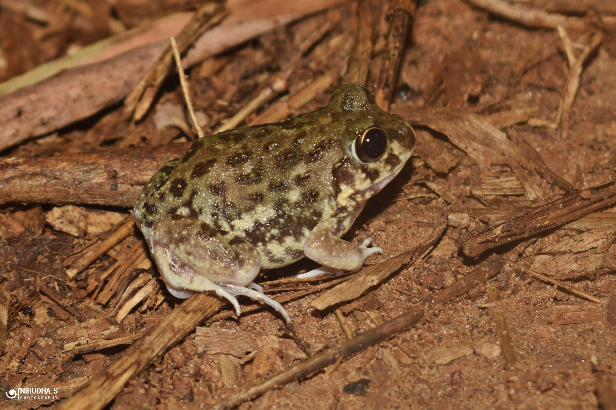 Sphaerotheca breviceps (Schneider, 1799)