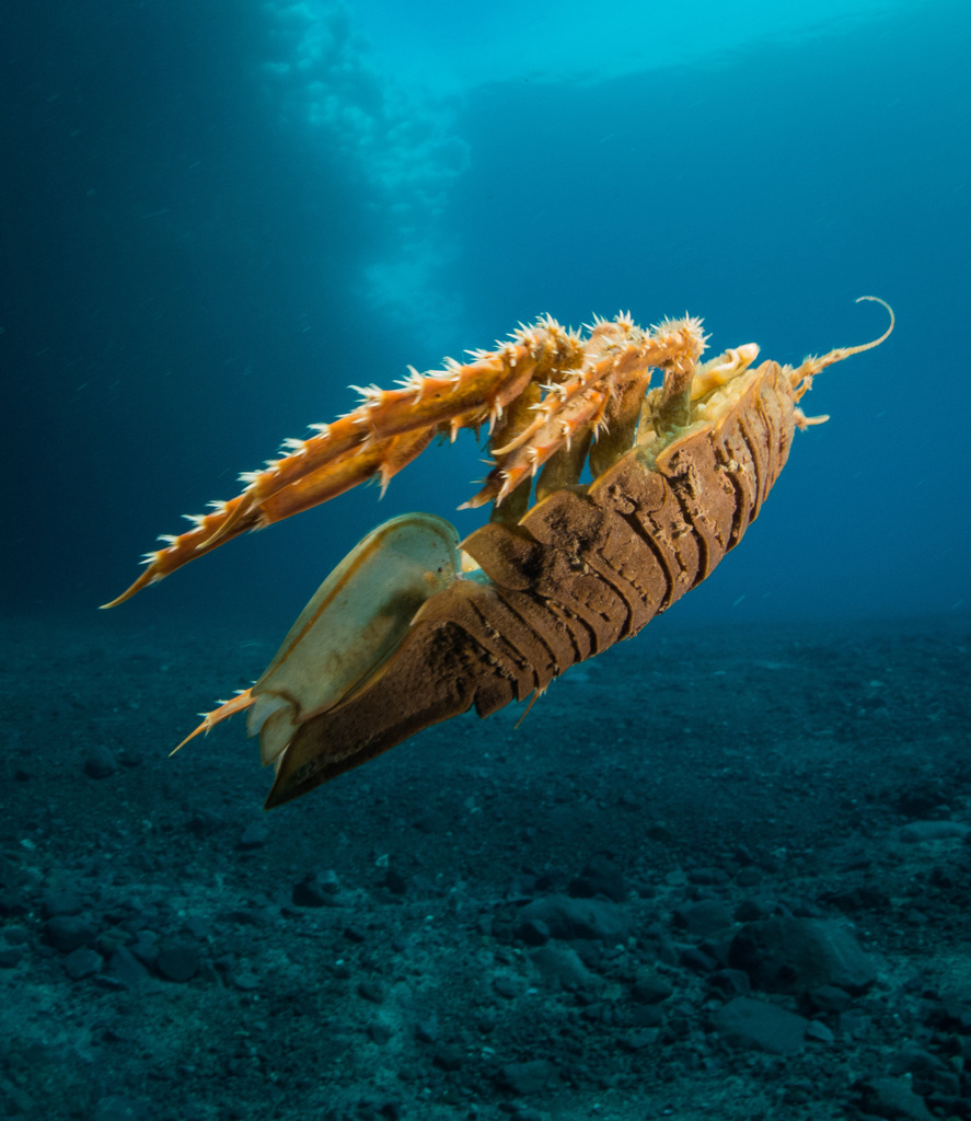 Antarctic Isopod from Antarctic Sound, Antarctica on January 3, 2015 at ...