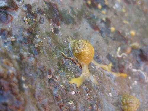 Tethya stolonifera · iNaturalist United Kingdom