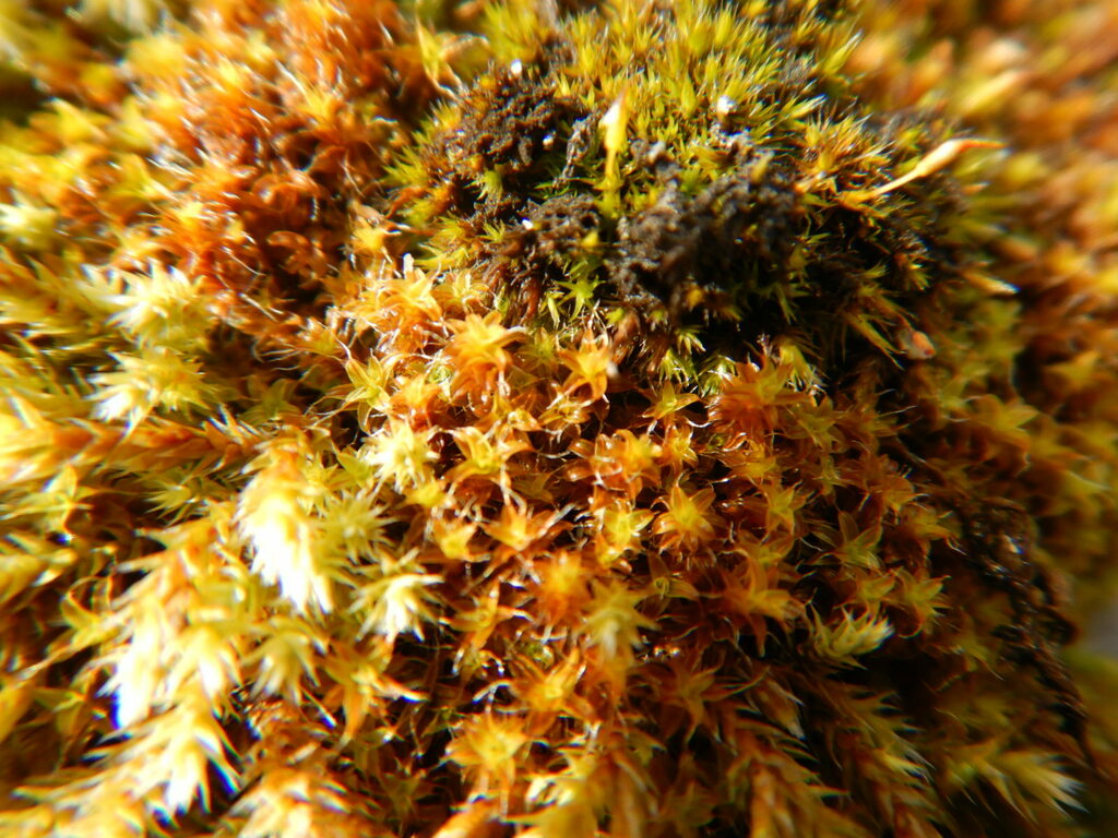 Star Moss from Yukon, Canada on October 14, 2024 at 12:46 PM by jozien ...