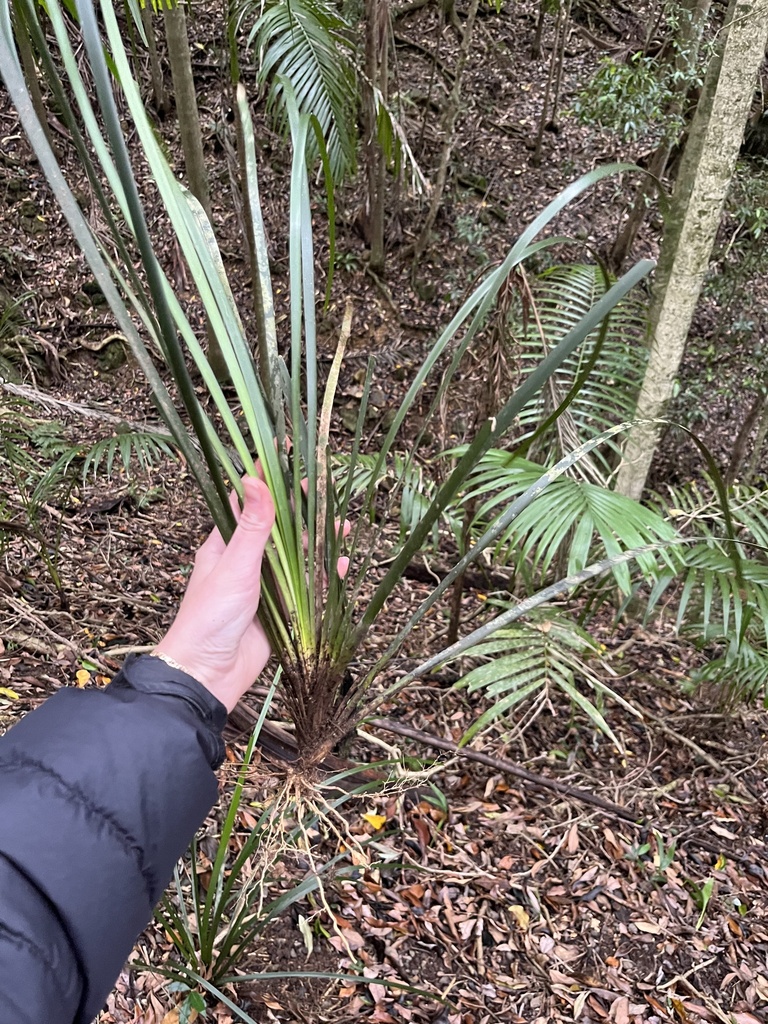 rainforest mat rush from D’Aguilar National Park , Mount Glorious, QLD ...