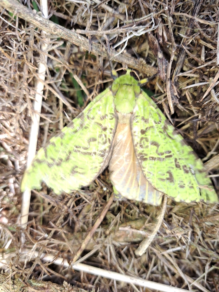 Pūriri moth from Hutt city, NZ-WG, NZ on October 15, 2024 at 10:36 AM ...