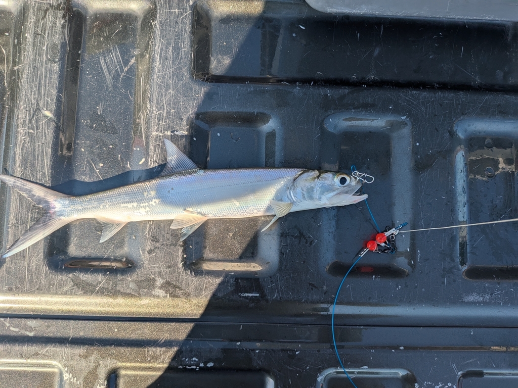Ladyfish from S PADRE ISLE, TX 78597, USA on October 8, 2024 at 09:43 ...