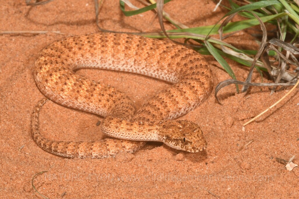 Desert Death Adder (Acanthophis pyrrhus) - Snakes and Lizards