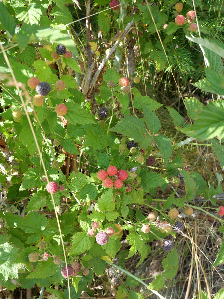whitebark raspberry from Whistler, BC V8E, Canada on July 26, 2024 at ...