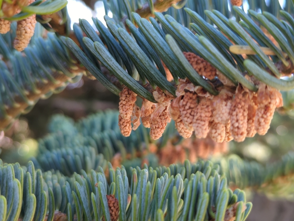 white fir from Mountain Center, CA 92561, USA on October 13, 2024 at 01 ...
