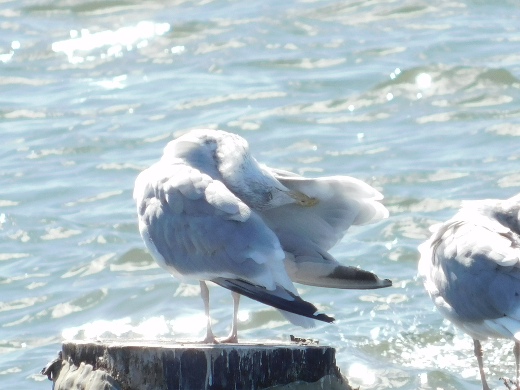 Large White-headed Gulls from New York, NY, USA on October 10, 2024 at ...