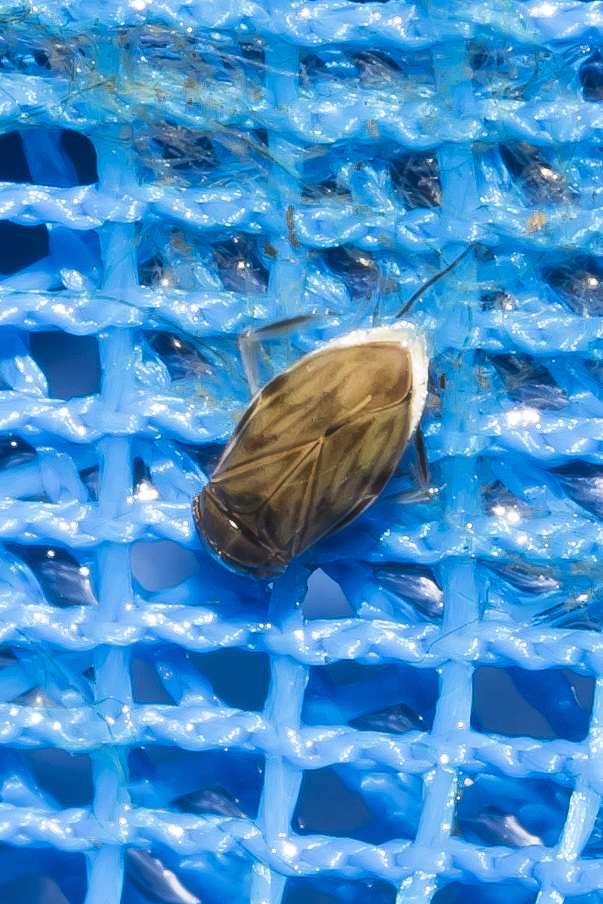 Micronecta from Jeogla NSW 2350, Australia on October 13, 2024 at 01:53 ...