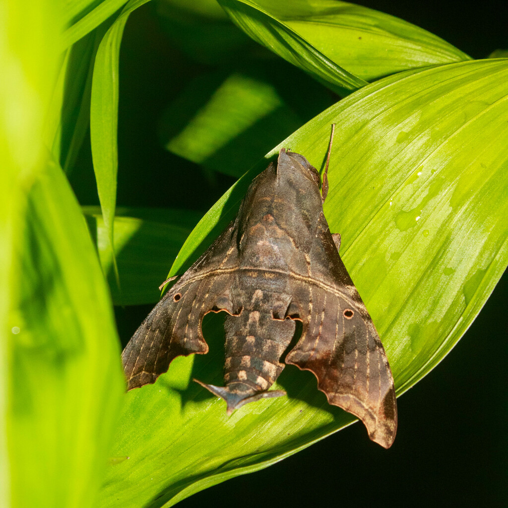 Mournful Sphinx from Col. Ferrer Guardia, Francisco Ferrer Guardia ...