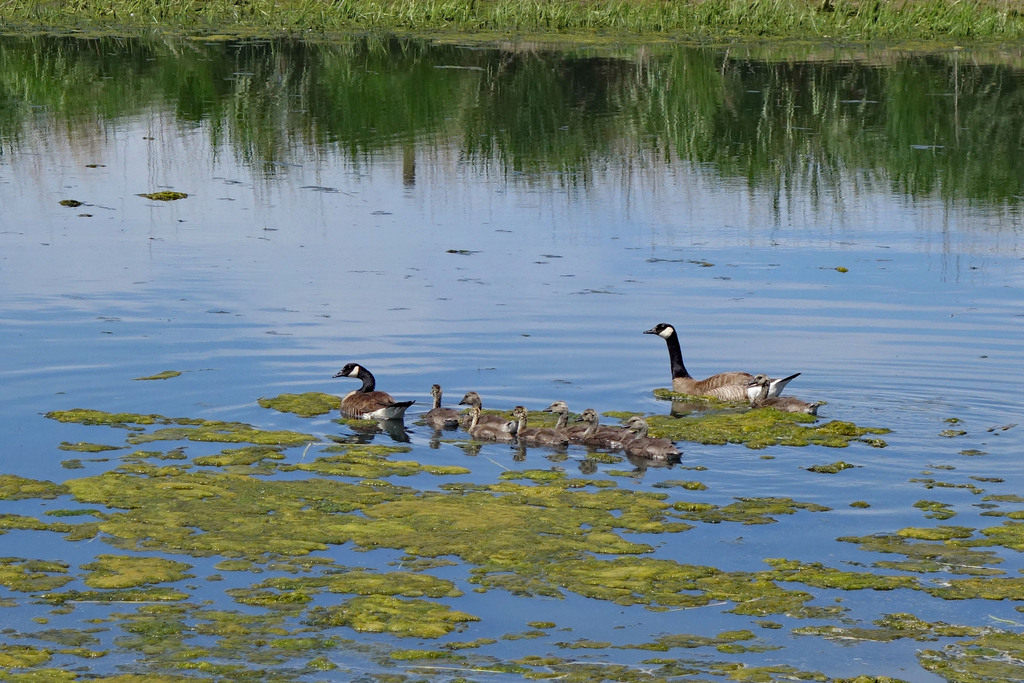 Canada Goose from Crooked River Wetlands Complex, Peoples Irrigation ...