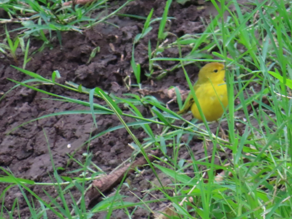 Perching Birds from Barrio El Edén, Puerto Ayora, Ecuador on October 13 ...