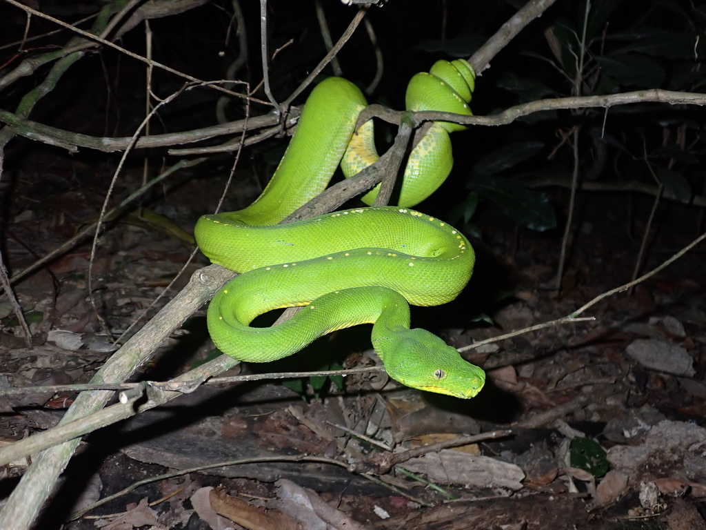 Southern Green Python from Lockhart River, QLD, AU on September 24 ...