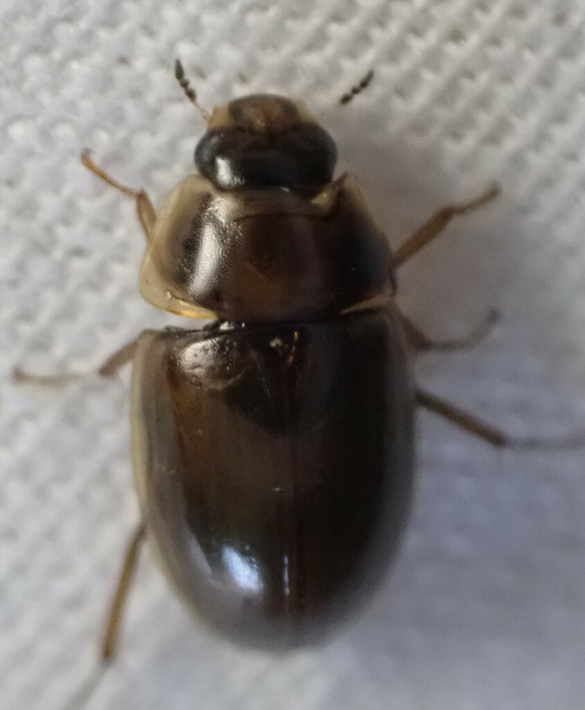 Enochrus in June 2024 by Brent Guinn · iNaturalist
