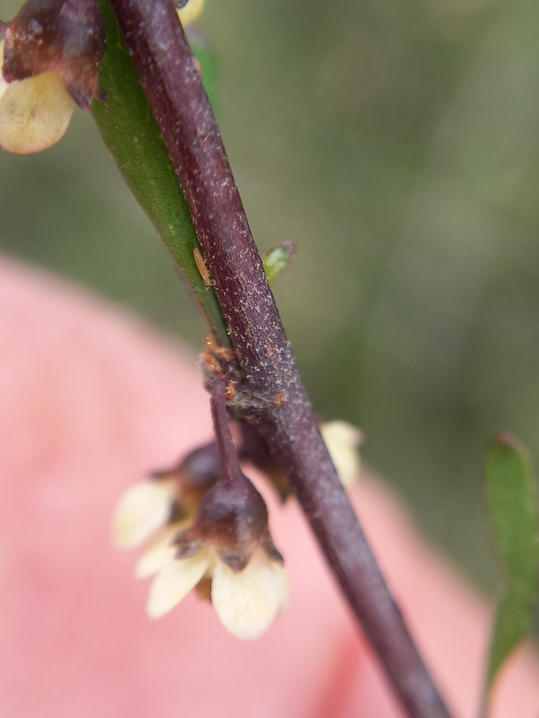 Insects from Gerald St near Murray Pl, Lincoln 7608, New Zealand on ...