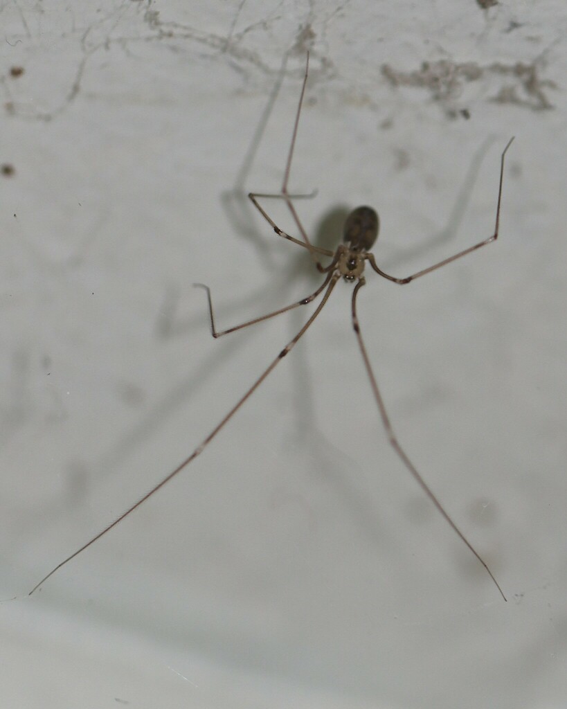 Common Cellar Spiders in August 2024 by Nature_Lover. Location: Lower ...