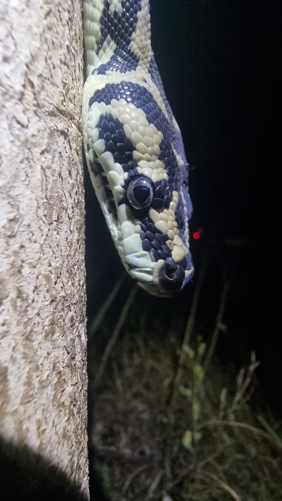 Jungle Carpet Python from Lockhart River, QLD 4892, Australia on ...