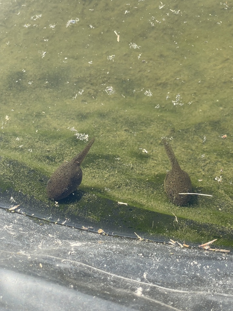 American Bullfrog from Kameoka, Kyoto, Japan on October 14, 2024 at 03: ...