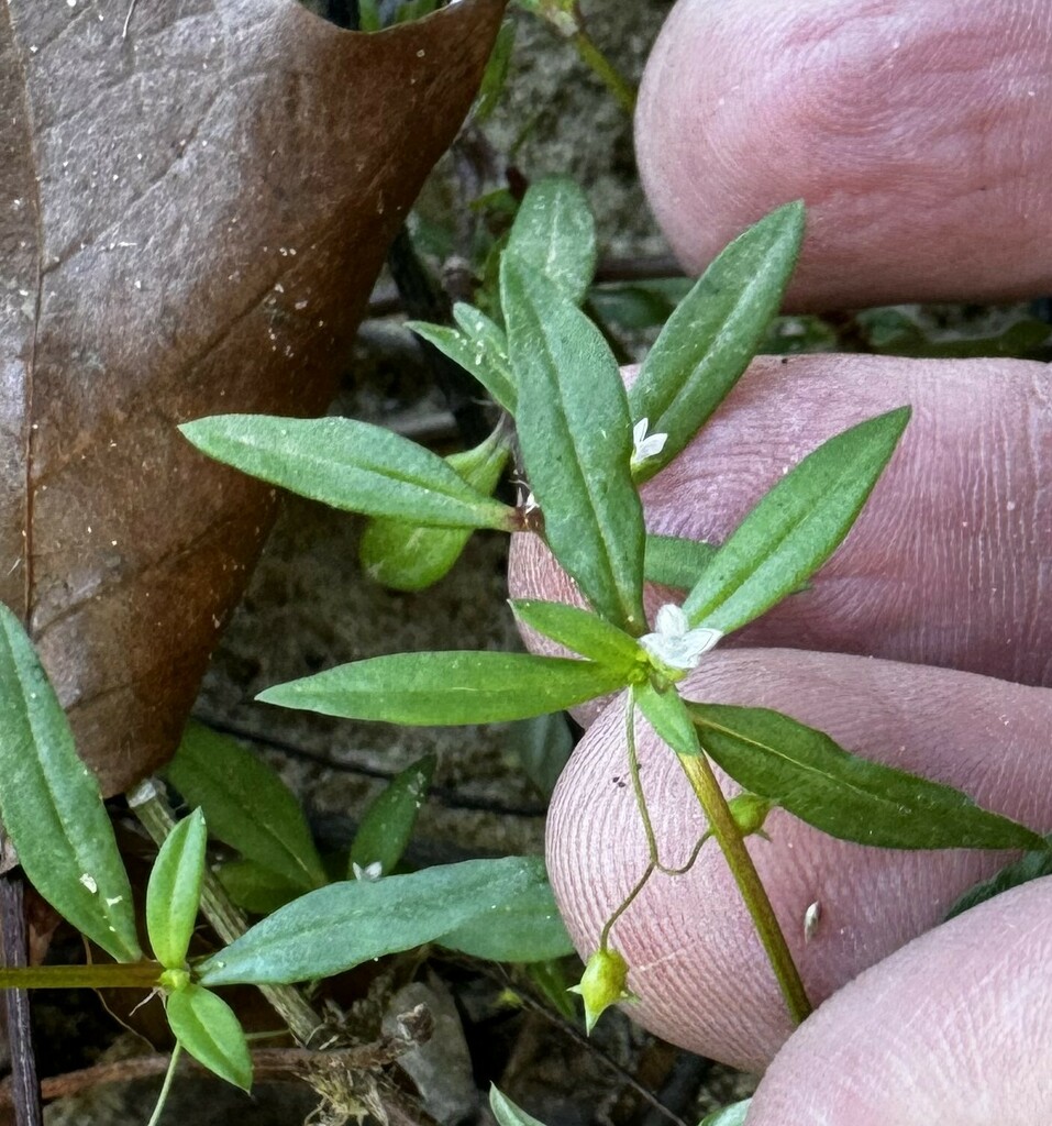Old World Diamond Flower from Hemphill Bend, Tuscaloosa County, AL, USA ...