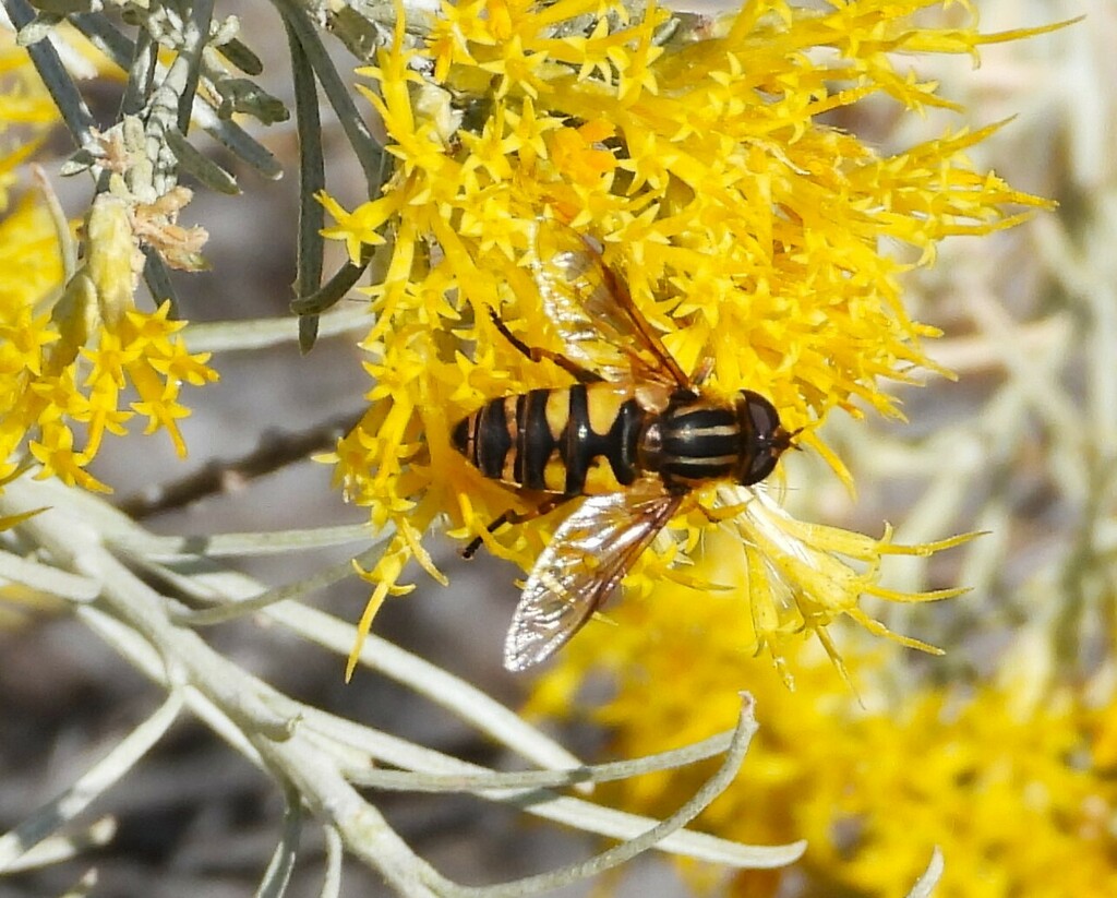 Narrow-headed Marsh Fly from Benton County, WA, USA on October 14, 2024 ...